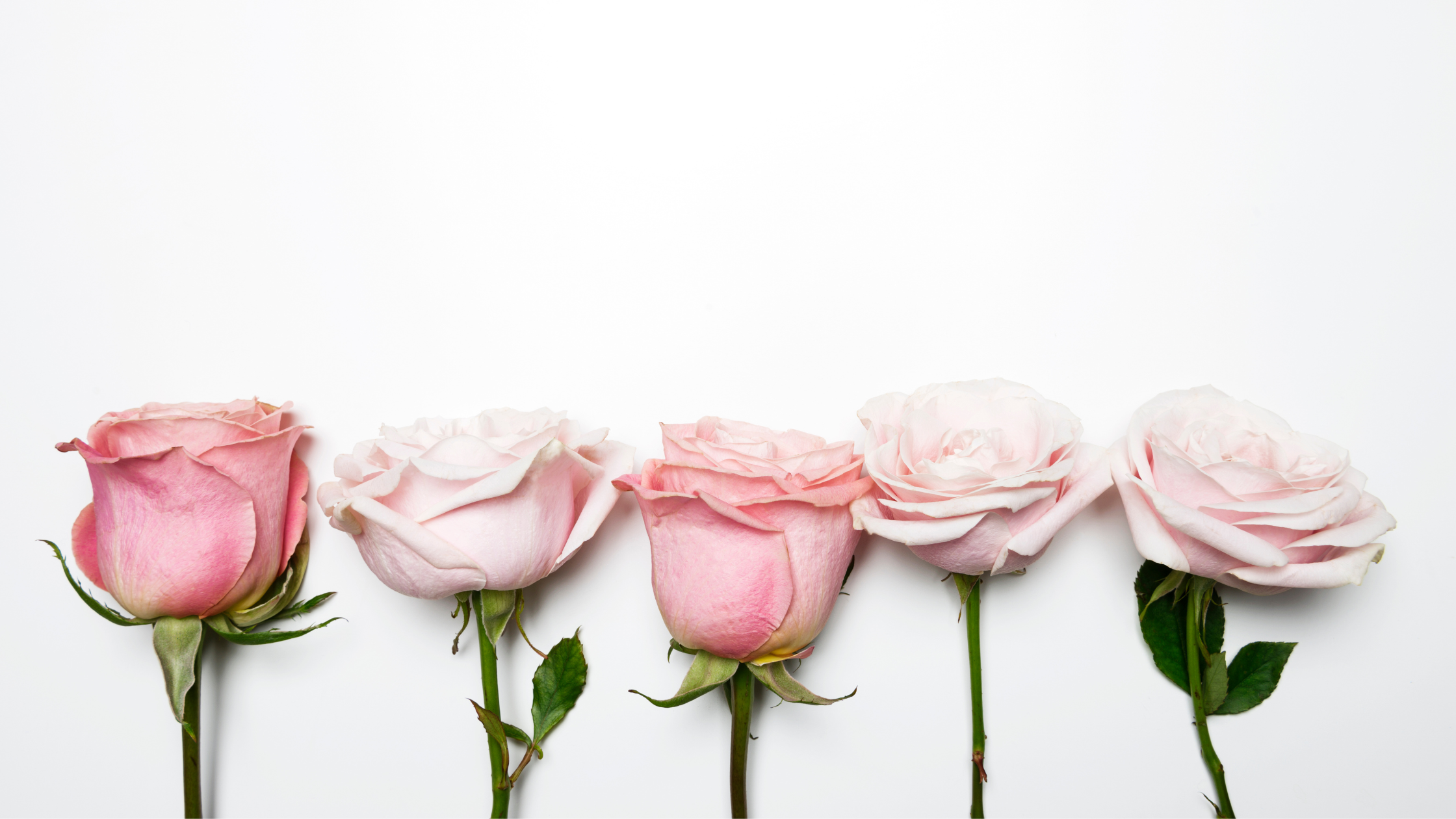 A Shower of Roses: 5 Incredible Stories of St. Thérèse’s Intercession ...